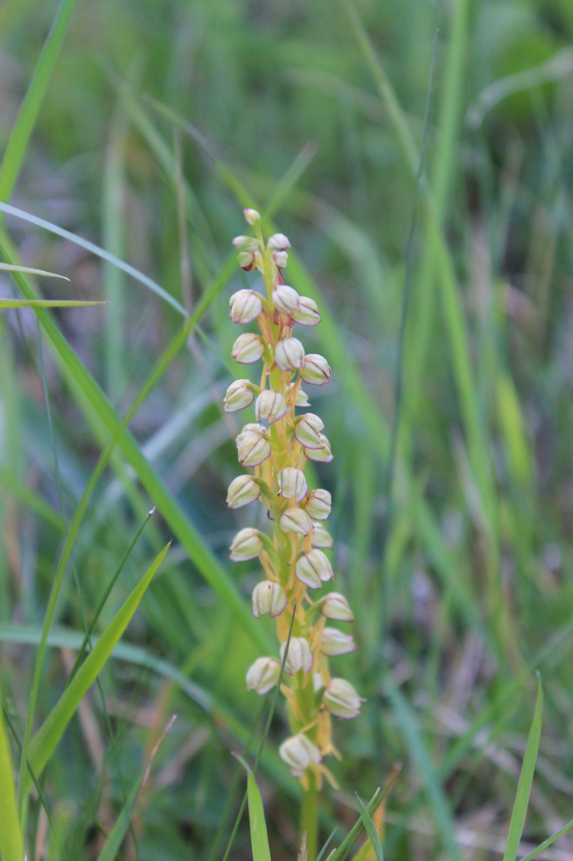 Orchis homme pendu - Curis-au-Mont-d'Or
